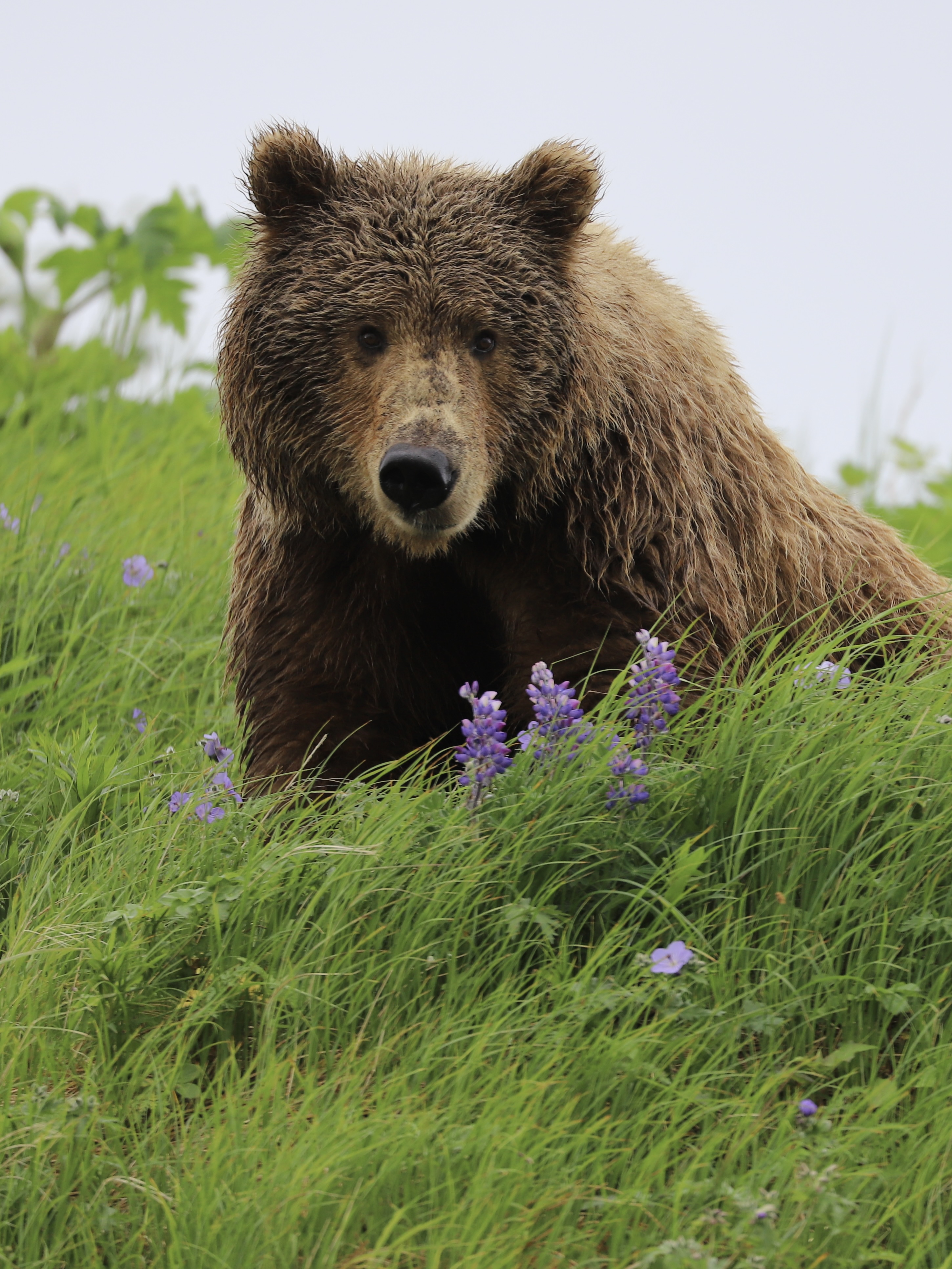 Kukak Bay – Alaskan Dream Ventures